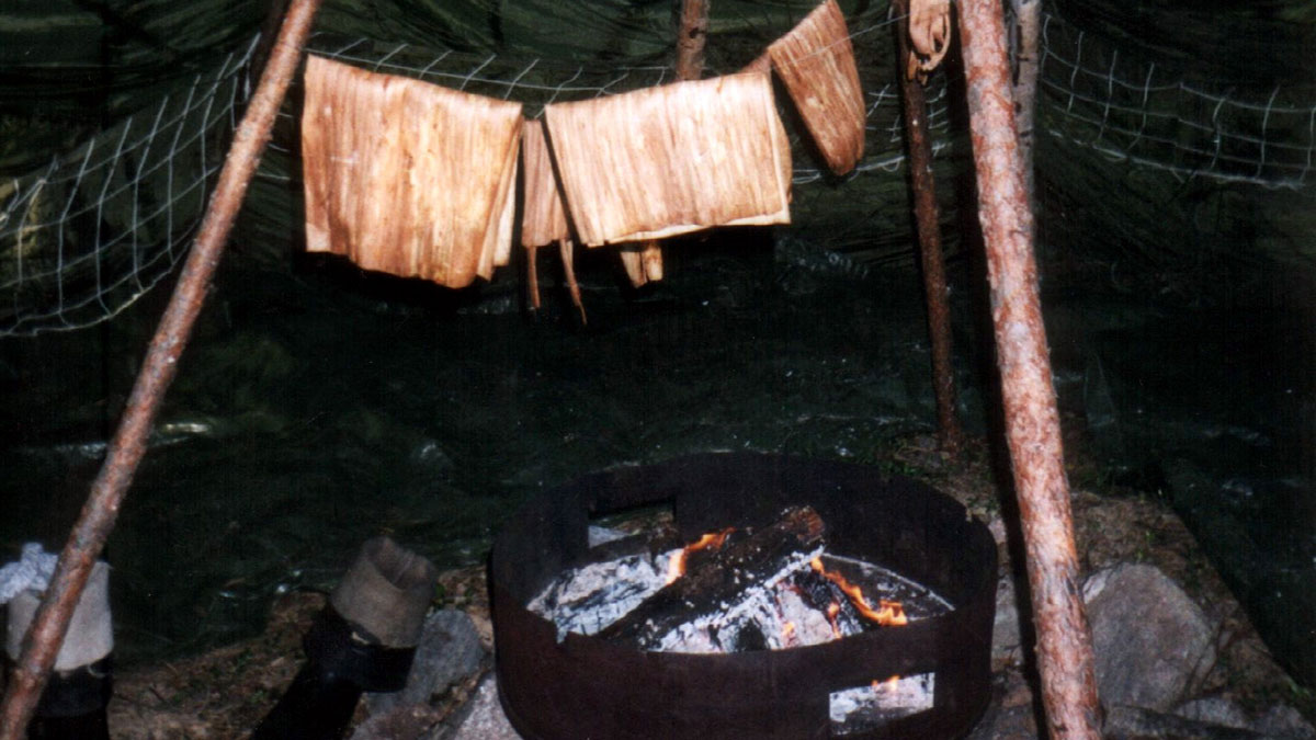 Tree Bark as an Emergency Food - Prepper Press