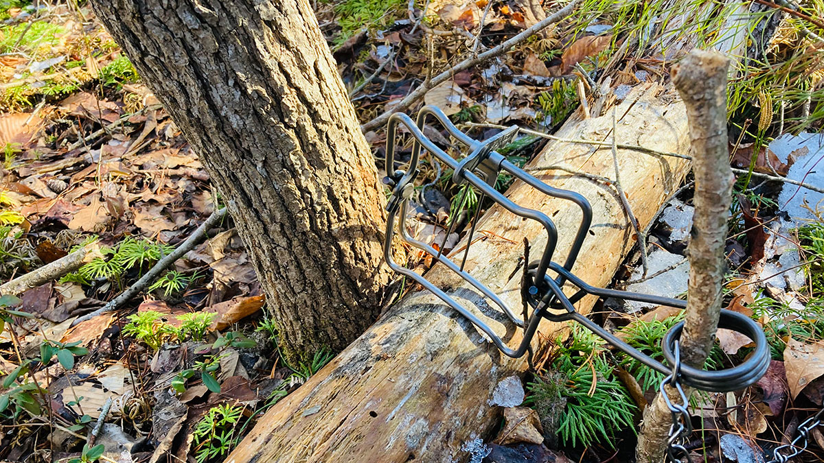 How to Set a Conibear Trapline in 5 Steps - Prepper Press