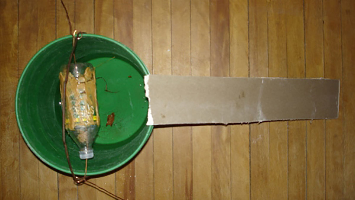 How to Build the Best Mouse / Rat Trap for Good Eating! - Prepper Press